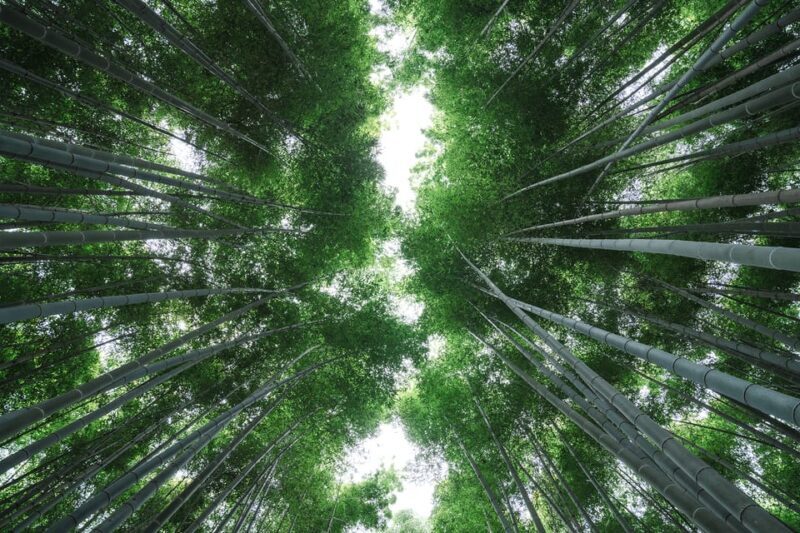 Kyoto: Arashiyama Walking Tour with Local Guide - The Sum Up