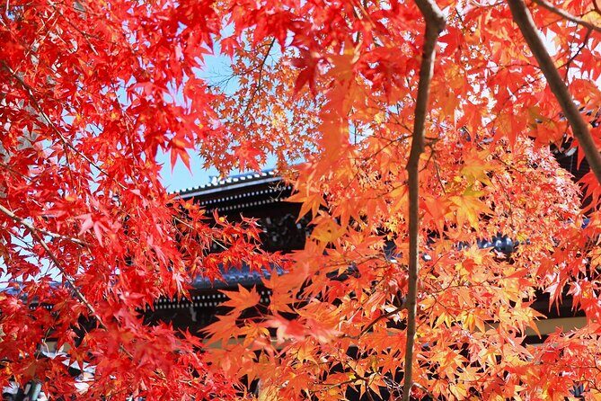 Kyoto Autumn Foliage Private Car Tour Temples and Gardens - Key Points