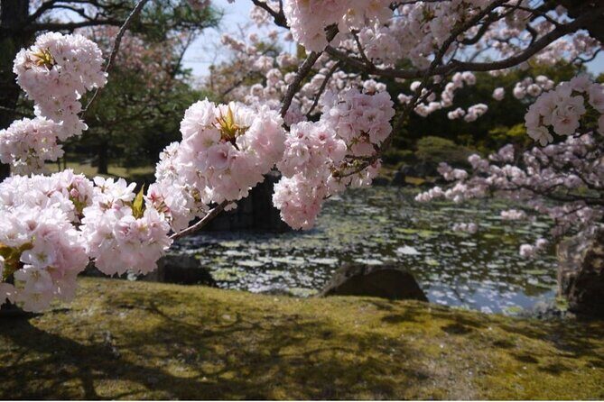 Kyoto Cherry Blossom 1 Day Walking Tour - FAQs