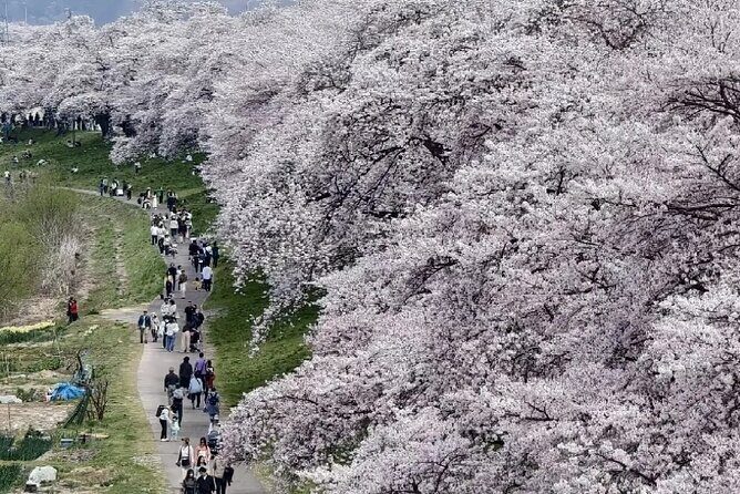 Kyoto City Cherry Blossom Private Sightseeing Tour - Practical Tips for Booking and Enjoying the Tour