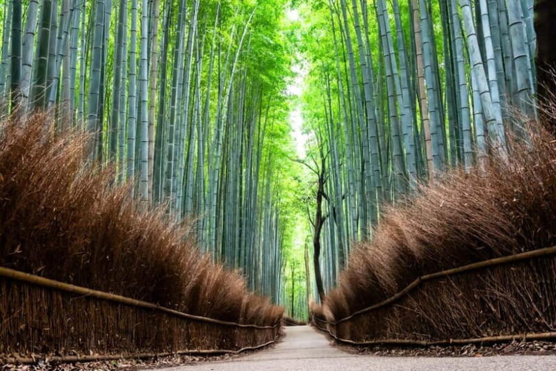 Kyoto: City Highlights Private Walking Tour - Key Points