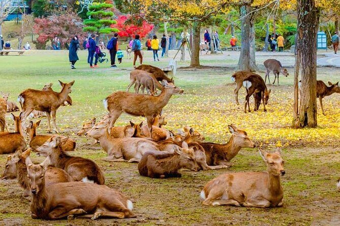 Kyoto Customized Private Car Tour - Why This Tour Offers Strong Value