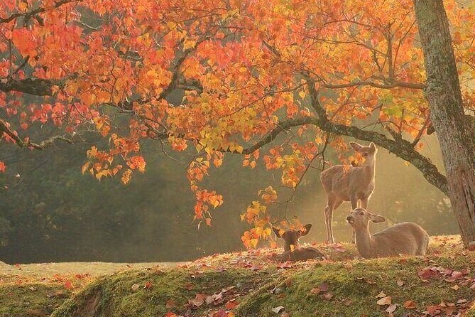 Kyoto Day Tour to Arashiyama, Fushimi Inari and Nara Deer Park - Key Points