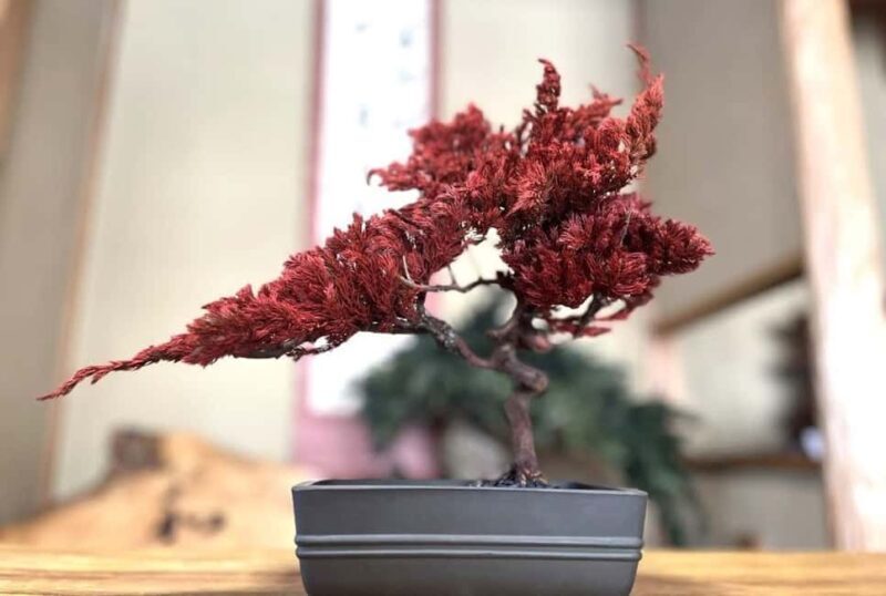 Kyoto: Dry Bonsai Making Workshop - Authenticity and User Feedback