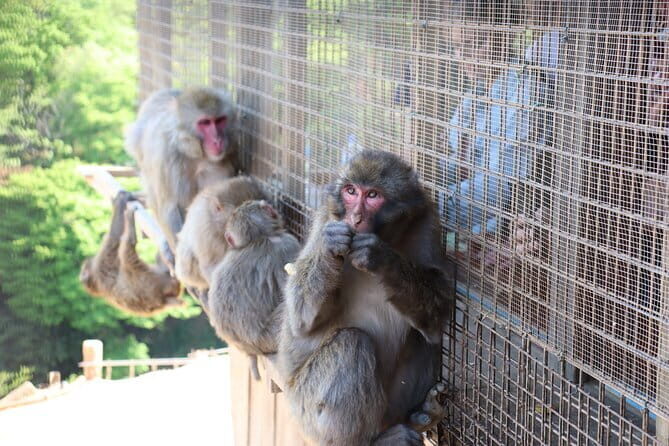 Kyoto Early Bird Tour: Fushimi Inari, Arashiyama Bamboo & Monkeys - Key Points