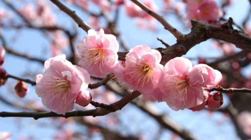 Kyoto: Early Spring Plum Blossom Walk at Kitano Tenmangu - Key Points