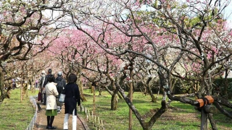 Kyoto: Early Spring Plum Blossom Walk at Kitano Tenmangu - Exploring Kyoto’s Natural and Historic Gems