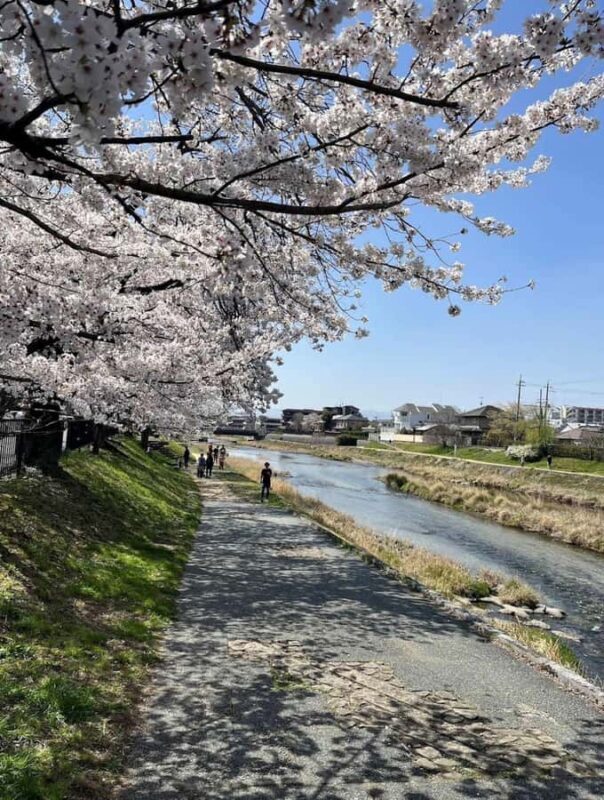 Kyoto: Enjoy "Hanami" Cherry Blossom Experience with Snacks - Key Points
