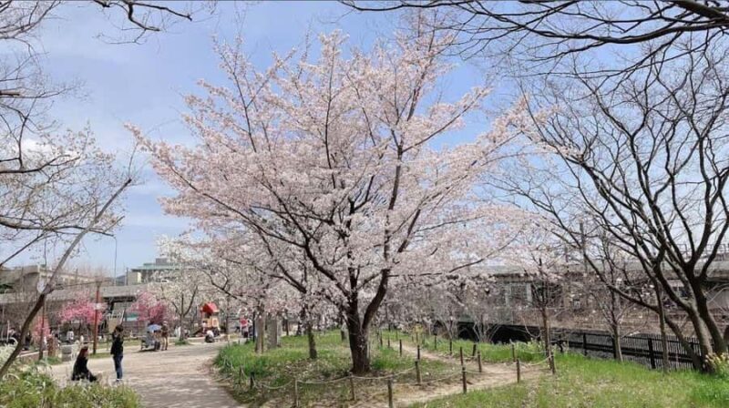 Kyoto: Enjoy "Hanami" Cherry Blossom Experience with Snacks - What to Bring & How to Prepare