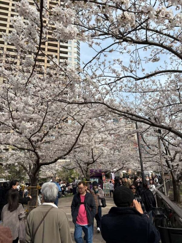 Kyoto: Enjoy "Hanami" Cherry Blossom Experience with Snacks - The Experience: Authentic, Personal, and Enjoyable