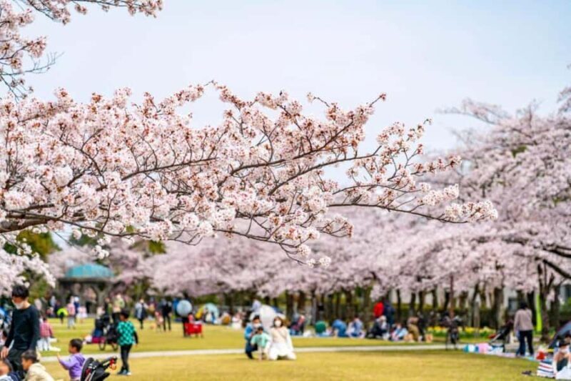 Kyoto: Enjoy "Hanami" Cherry Blossom Experience with Snacks - Value & Practicalities