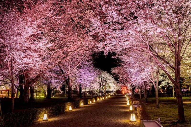 Kyoto: Enjoy "Hanami" Cherry Blossom Experience with Snacks - The Sum Up