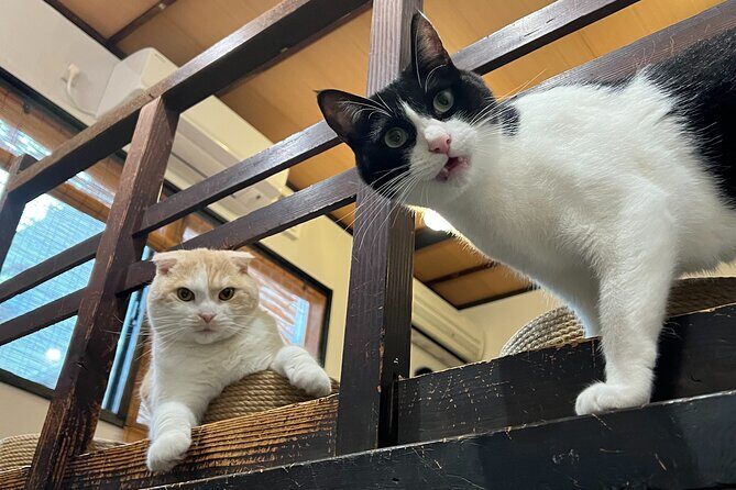 Kyoto: Ethical Cat Sanctuary & Traditional Tea Ceremony - Final Thoughts