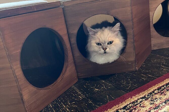 Kyoto: Ethical Cat Sanctuary & Traditional Tea Ceremony - FAQ