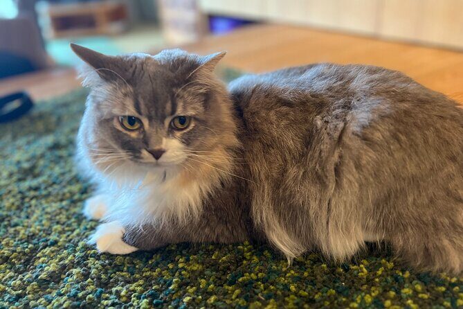 Kyoto Family Kitchen Cooking Class - Final Thoughts