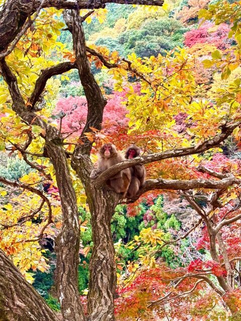 Kyoto: Fully customizable your own tour in the old capital - Exploring Kyoto with a Fully Customized Tour