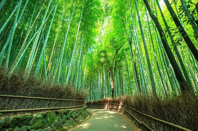 Kyoto Guided Tour of Bamboo Forest, Temple and more - The Sum Up: Who Will Love This Tour?