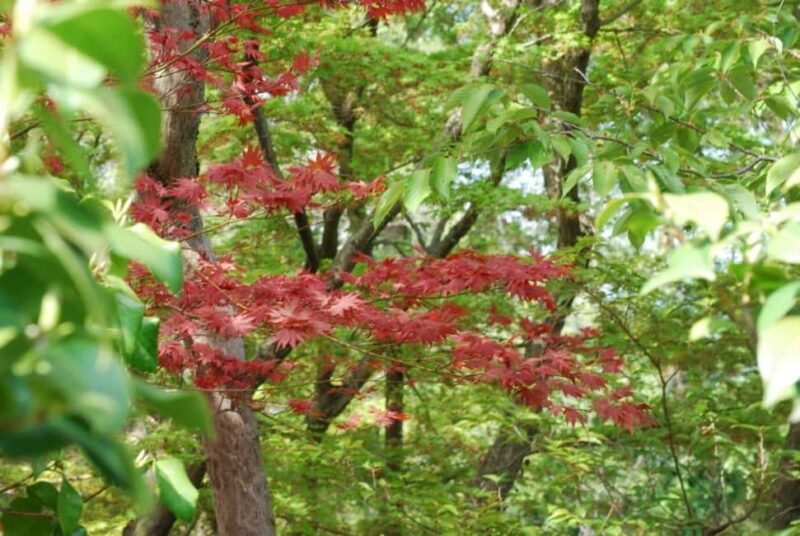 Kyoto: Guided Tour of Bamboo Forest, Temple and more - Key Points