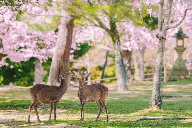 Kyoto Highlights Tour: Arashiyama, Nara Park and Fushimi Inari - Who Is This Tour Best For?