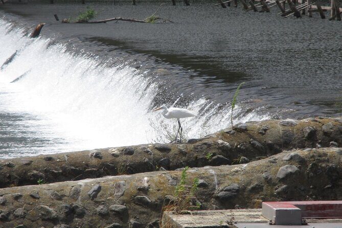 Kyoto ITALIAN GUIDE Golden Pagoda Bamboo Forest Dry Garden - Who Will This Tour Suit?