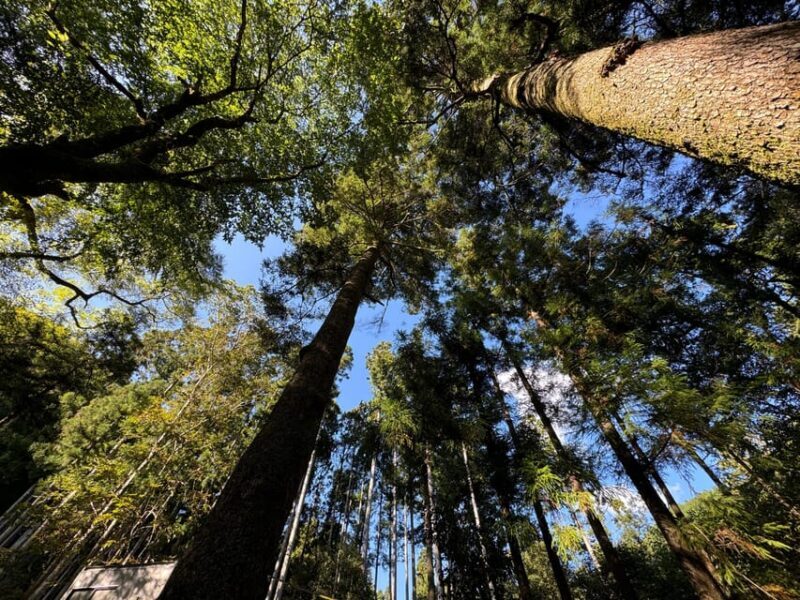 Kyoto: Kifune Shrine and the Sacred Kifune Valley Day Trip - Authentic Experiences and Traveler Feedback