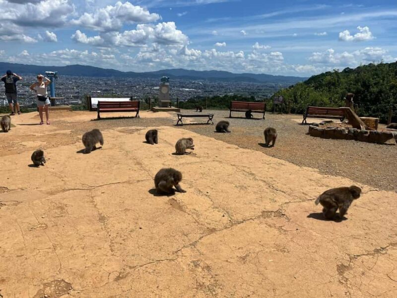 Kyoto: Kinakuji The Golden Pavilion, Ryan-Ji and Wildlife - Frequently Asked Questions