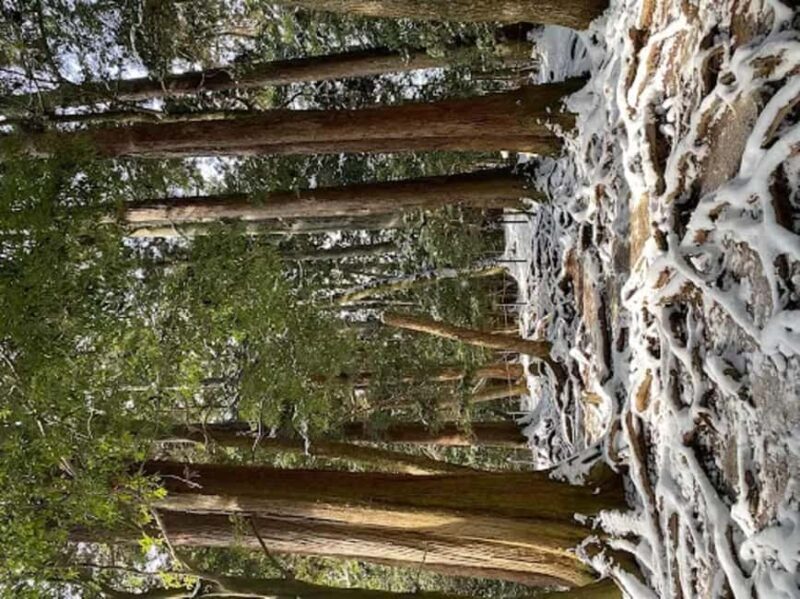 Kyoto: Kurama, Kibune, and Ohara Private Tour for Couples - Final Thoughts: Is It Worth It?