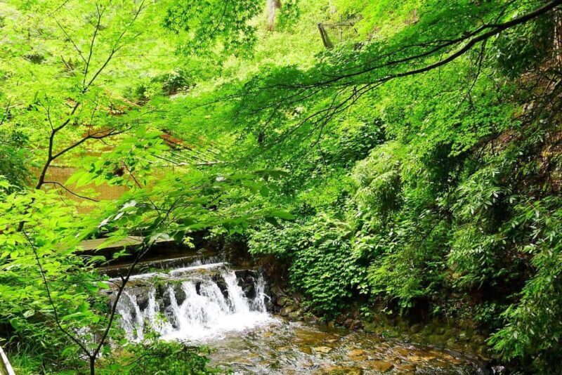 Kyoto: Kurama to Ohara Mountain Temples & Countryside Tour - Final Thoughts