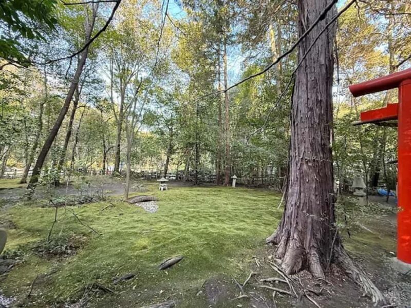 Kyoto Love :Romantic Tour of Arashiyama & Togetsukyo Bridge - Key Points