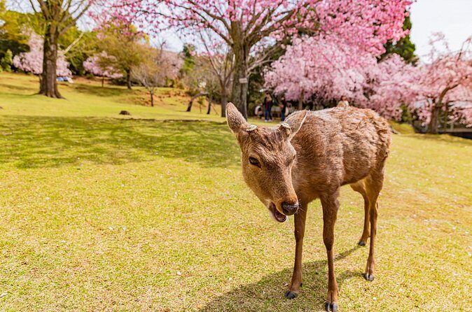 Kyoto & Nara 1 Day Private Charter Car Tour from Osaka or Kyoto - Authentic Experiences and Guides