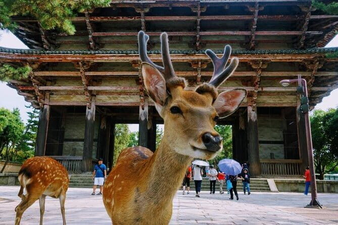 Kyoto & Nara Day Tour: Golden Pavilion, Fushimi Inari & Deer Park - Who Should Book This Tour?