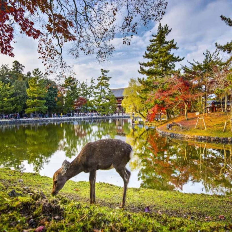 Kyoto & Nara: Full-Day Private Guided Tour with Hotel Pickup - What’s Included and How It Works