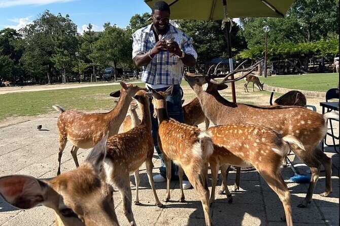 Kyoto Nara Private Car Tour with a Local English Guide and Driver - Key Points