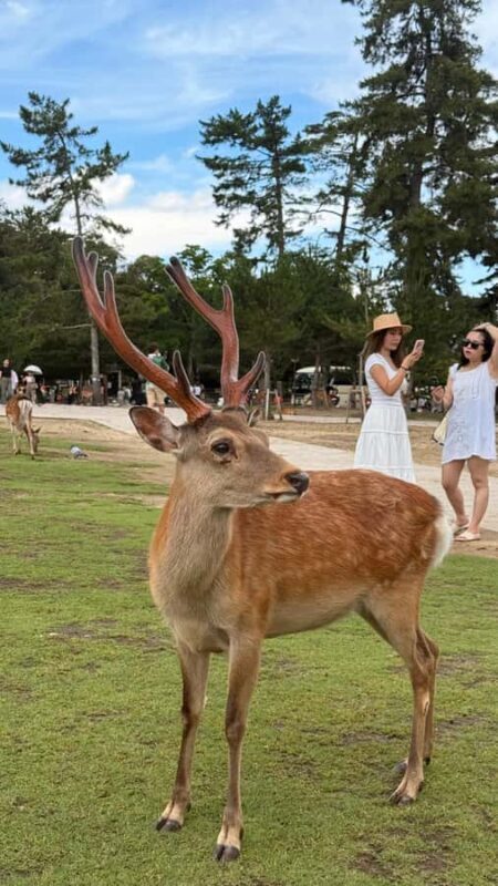 Kyoto & Nara: Private Guided Tour on Green Licensed Alphard - Osaka’s Vibrant Streets and Street Food