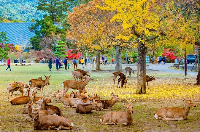 Kyoto & Nara Small Group Day Tour from Kyoto - FAQ
