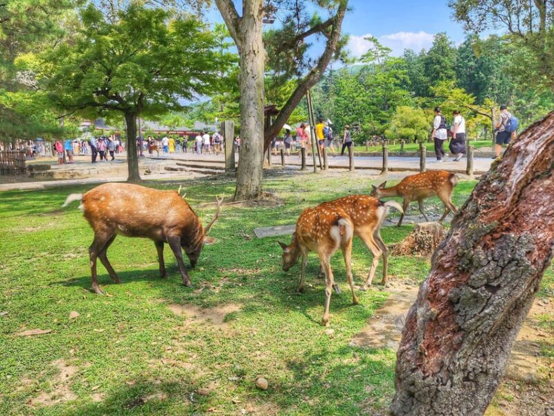 Kyoto: Nara, Todaiji, Kasuga Taisha Shrine Private Full Day - Key Points