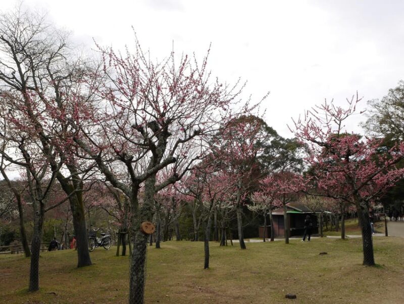 Kyoto: Nara, Todaiji, Kasuga Taisha Shrine Private Full Day - Who Would Love This Tour?