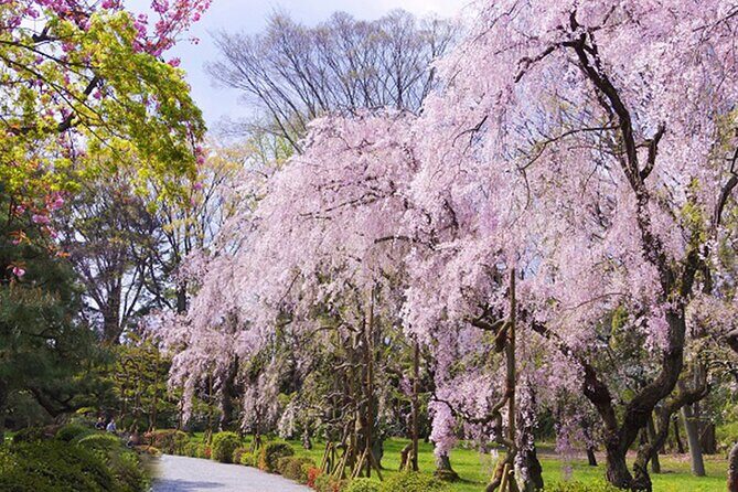 Kyoto: Nijo Castle History Walking Tour  World Heritage - Highlights of the Guided Tour