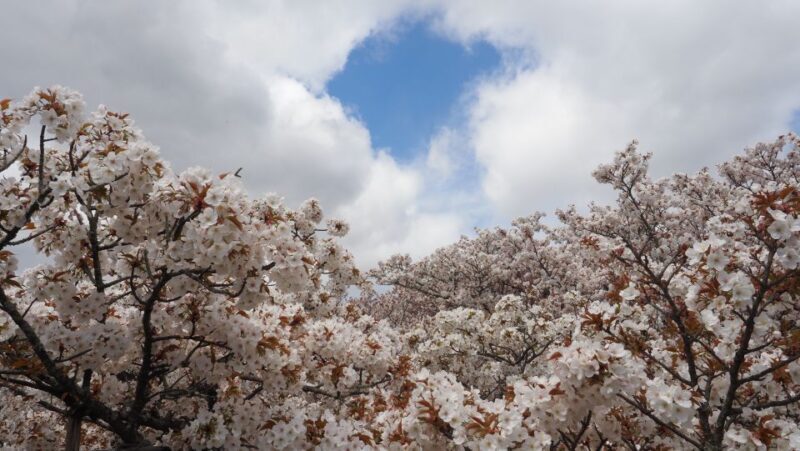 Kyoto: Ninnaji Temple Entry Ticket - Final Thoughts