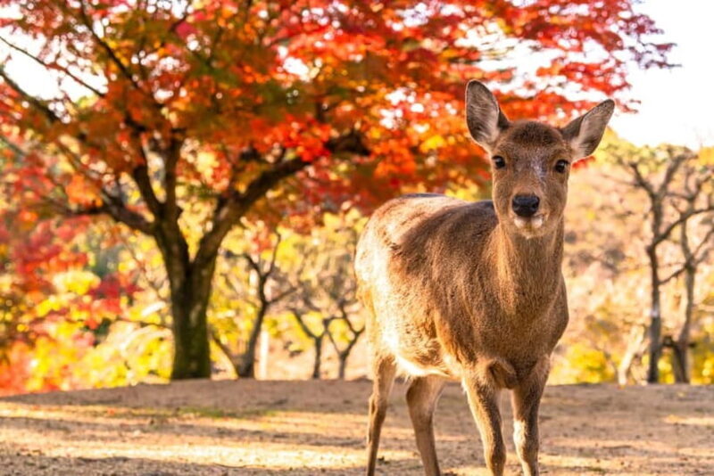 Kyoto/Osaka: Kinkakuji, Bamboo Forest, and Nara Deer Park - Exploring the Charm of Kyoto and Nara in a Single Day