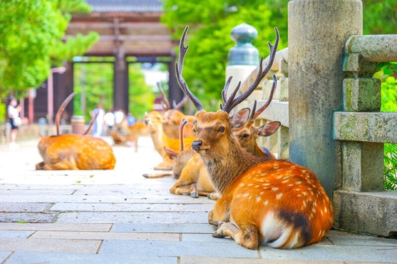 Kyoto/Osaka: Kinkakuji, Bamboo Forest, and Nara Deer Park - Value and Practical Considerations