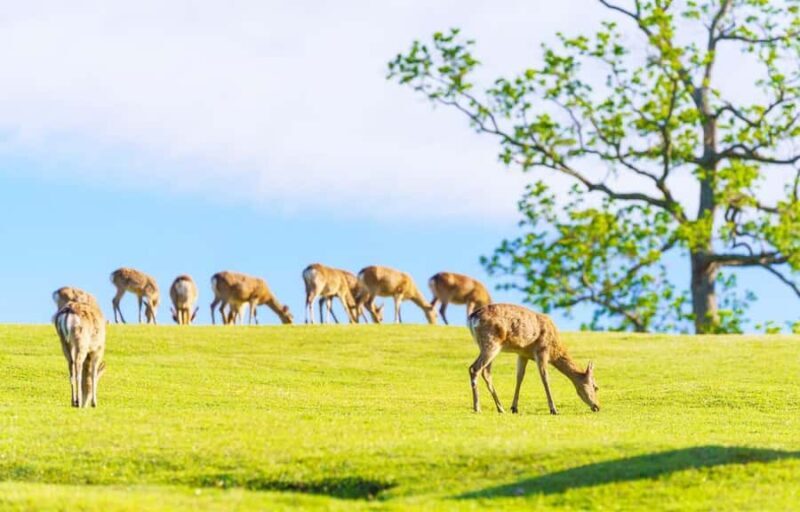 Kyoto/Osaka: Kyoto and Nara World Heritage Day Tour - Key Points