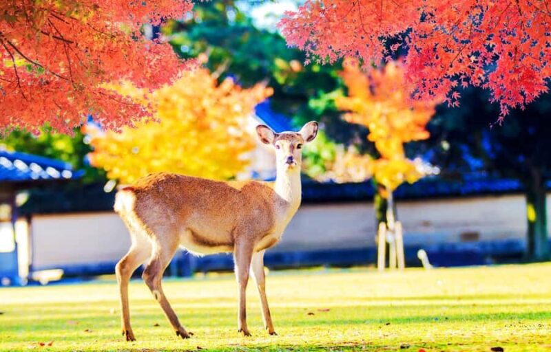 Kyoto/Osaka: Kyoto and Nara World Heritage Day Tour - Exploring Fushimi Inari Shrine
