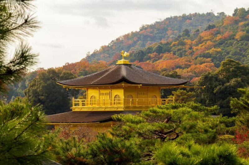 Kyoto/Osaka: Kyoto&Nara Private Customized Guided Tour - Who Should Consider This Tour?