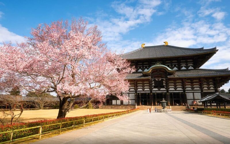 Kyoto/Osaka: Nara Customizable Self-Guided Tour with Driver - The Experience of Being Driven