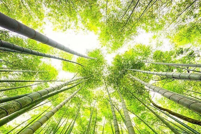 Kyoto, Osaka, Nara Private Tour by Car English Driver Guide - FAQ