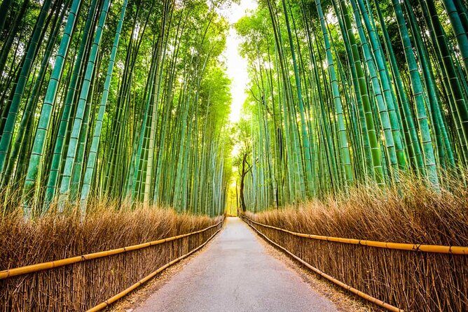 Kyoto Panoramic Day Tour Fushimi Inari Arashiyama and Temples - Final Thoughts: Who Would Love This Tour?