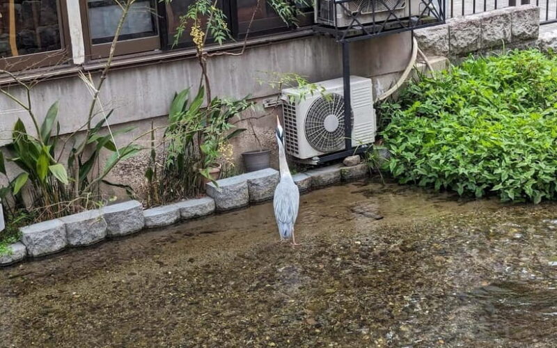 Kyoto: Personalize, private tour (3h, 5h, 8h) [W/Car Option] - FAQs