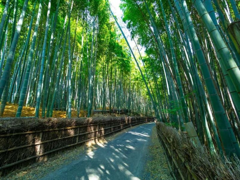 Kyoto: Private charter tour (Bamboo Trail, Suzumushi Temple) - Final Thoughts: Is It Worth It?