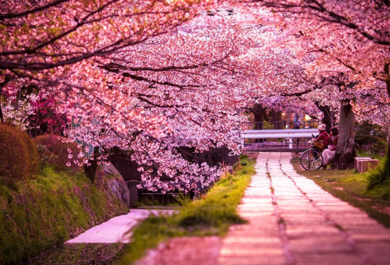 Kyoto: Private Customizable Guided tour with Luxury Vehicle - What the Tour Offers in Practice